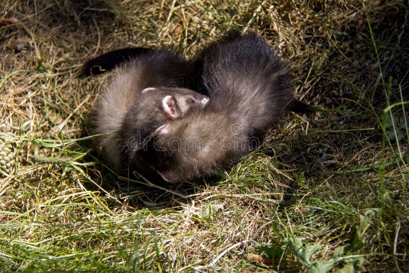 Playing polecat babies. stock image. Image of fight - 123852611