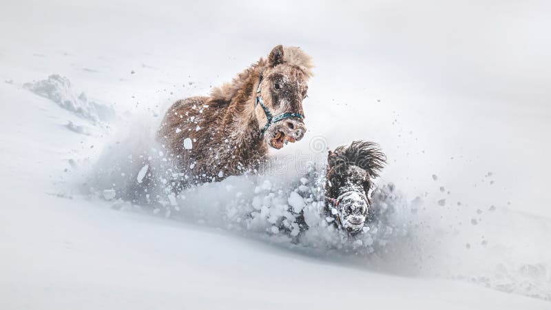 Playing ponies in the snow stock image. Image of dynamic - 262115145