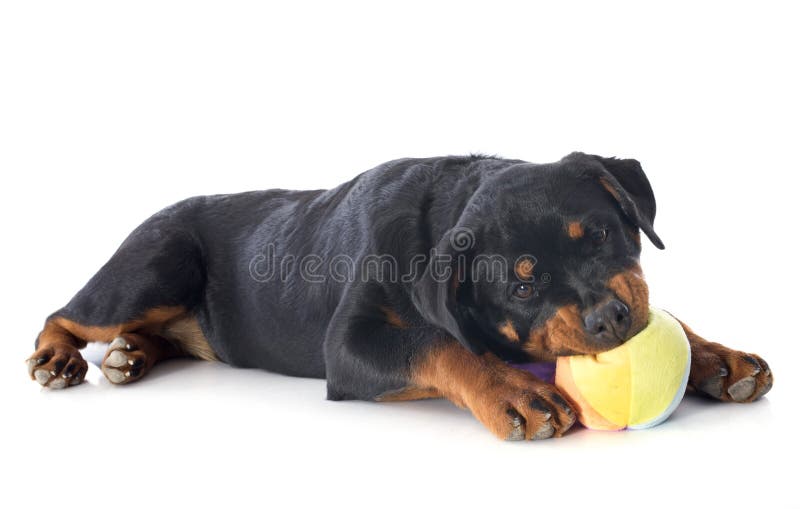 Puppy rottweiler stock image. Image of love, grass, portrait - 1821301