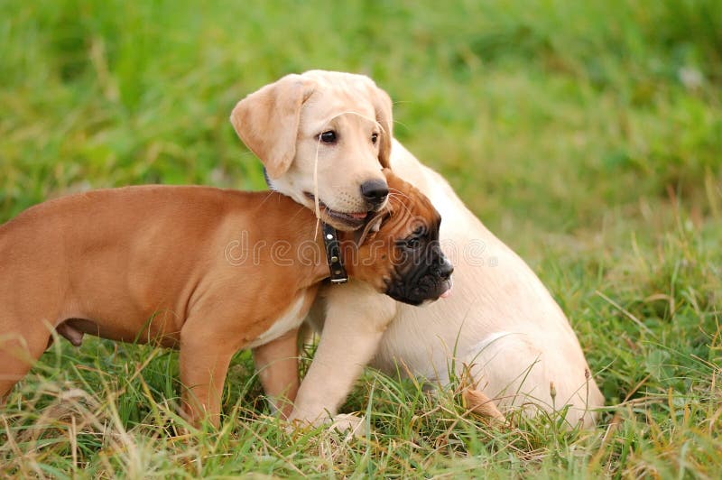 Playing puppys stock photo. Image of friendly, sitting - 13491612