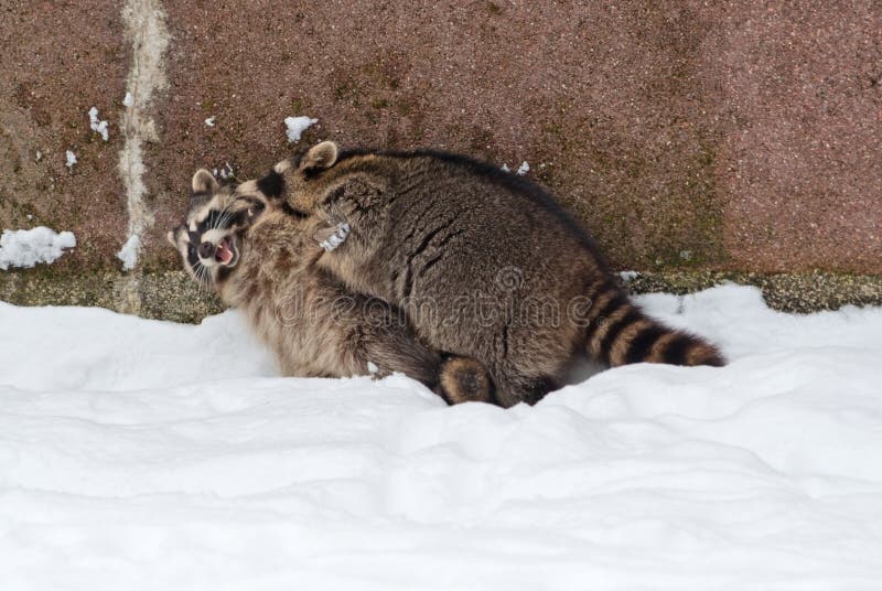Playing raccoons stock photo. Image of snow, animal, mammal - 35541640