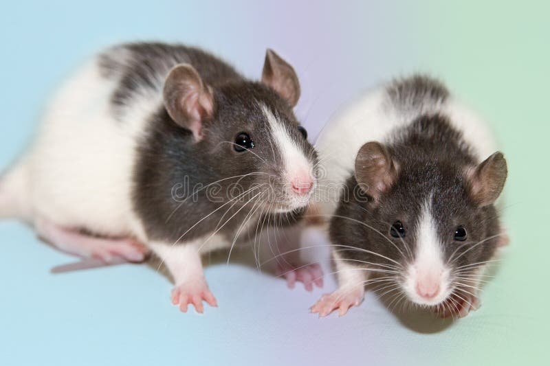 Tamara Bauer (Tamarabauer) - Photographer profile