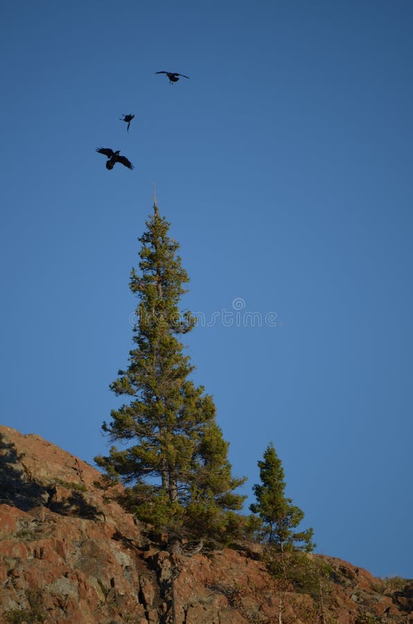 Playing Ravens stock image. Image of crows, play, ravens - 27984473
