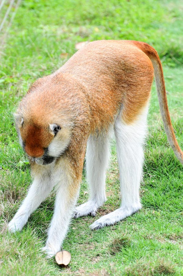 The playing red monkey stock photo. Image of rodent - 276421970