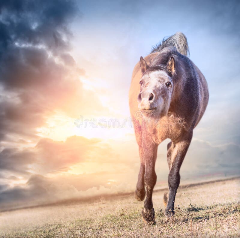 Playing Running Horse Sun Dawn Sky Background Stock Photos - Free ...