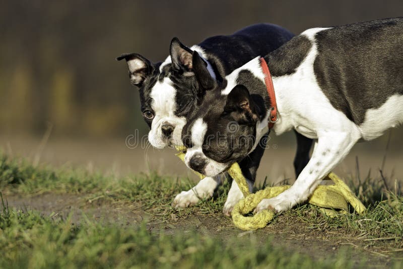 Playing with a string. stock photo. Image of natural - 206785716