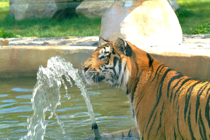 Playing tiger stock image. Image of close, animals, river - 368707