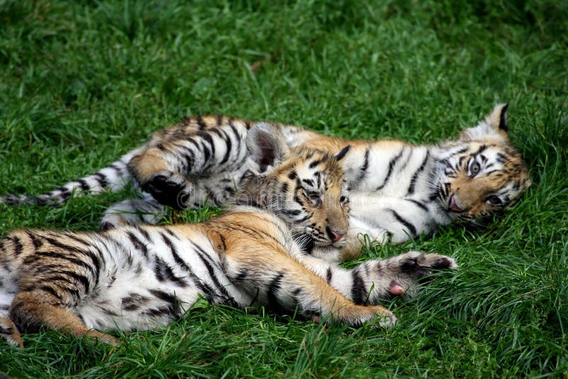 Siberian Tiger Cubs Picture. Image: 85190531
