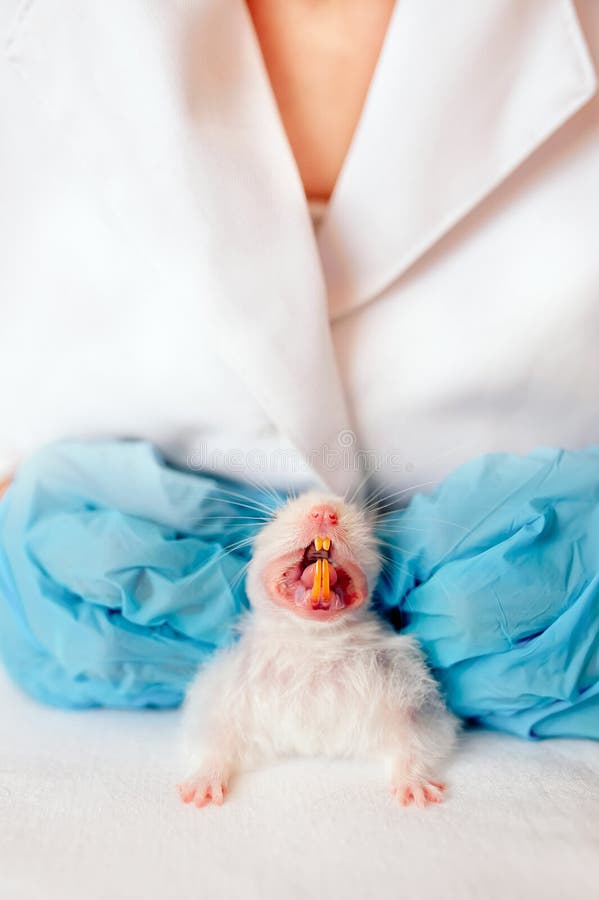 Playing with a White Domestic Hamster Stock Photo - Image of closeup ...