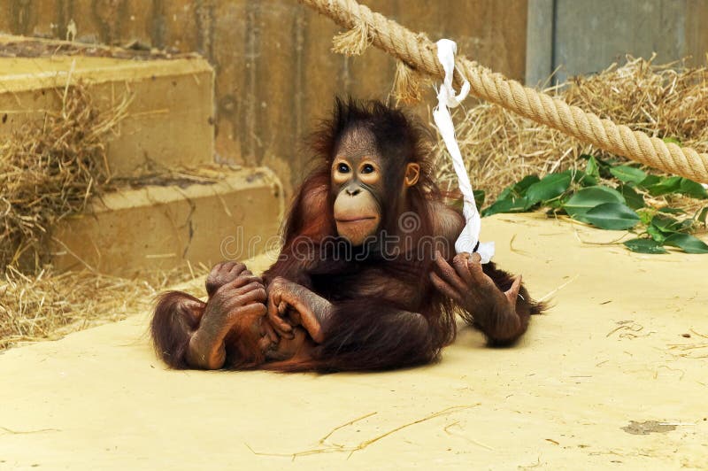 Utang Plays Stock Photos - Free & Royalty-Free Stock Photos from Dreamstime