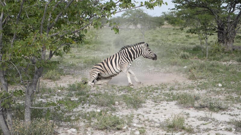 Playing Zebra is Rolling on the Ground in the Dust in Slow Motion ...
