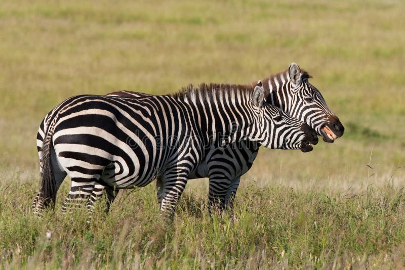 Playing zebras stock photo. Image of ears, game, black - 21406784