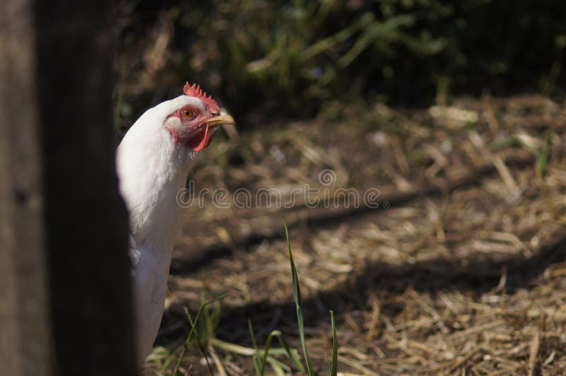Playmouth Rock hen stock image. Image of flower, wildlife - 275999131