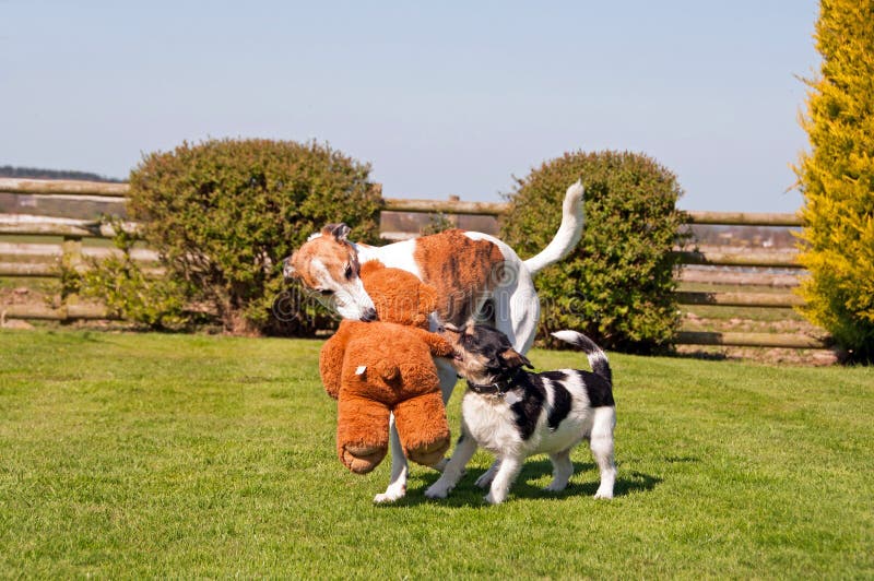 Playtime stock photo. Image of bear, happy, games, hair - 54201006