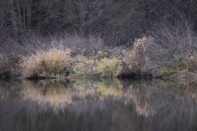 A Plea for Nature that is Not Boring Stock Photo - Image of grasses ...