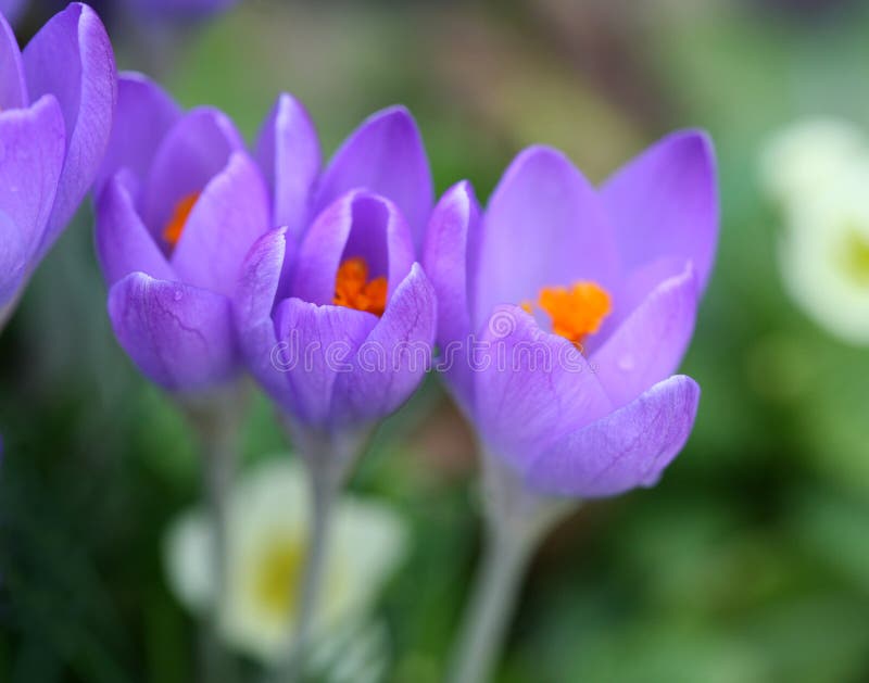 Spring flowers. stock image. Image of crocuses, nature - 689099