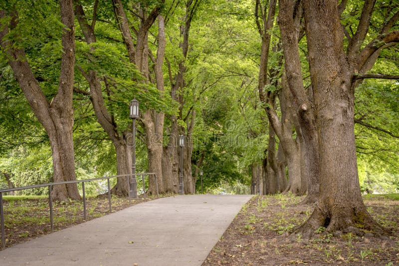 Pleasant Walk through a Park with Trees Stock Image - Image of idaho ...