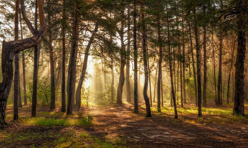 A Pleasant Walk through the Woods at Dawn with the First Rays of the ...