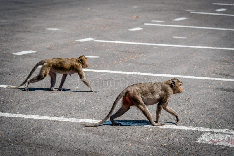 Please Beware Monkey Cross the Road, Concept Saving Animals Stock Image ...