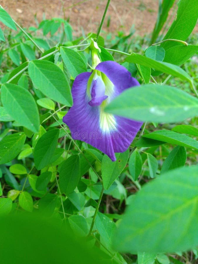 Shanku flower blue stock image. Image of please, shanku - 131745055