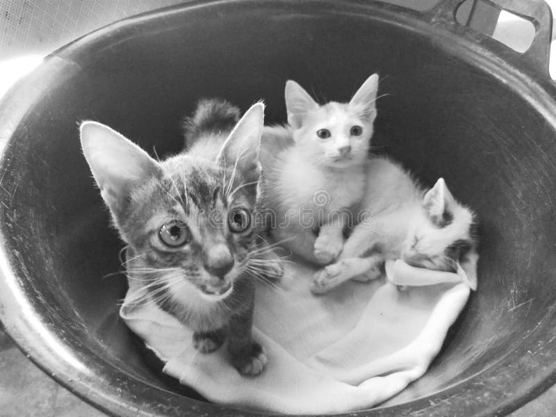 Please calm down! stock image. Image of please, cutecat - 146573789