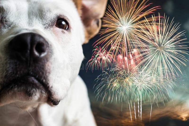 Firecrackers Dog Stock Photos - Free & Royalty-Free Stock Photos from ...
