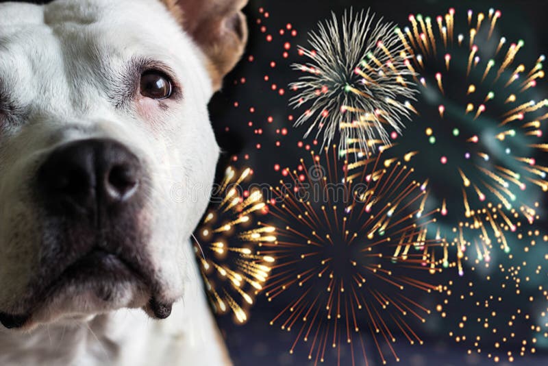 Firecrackers Dog Stock Photos - Free & Royalty-Free Stock Photos from ...