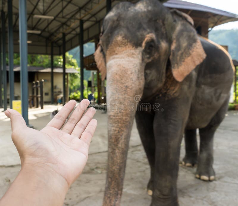 Please Give Me Hand or Trunk 1 Stock Photo - Image of reserve ...