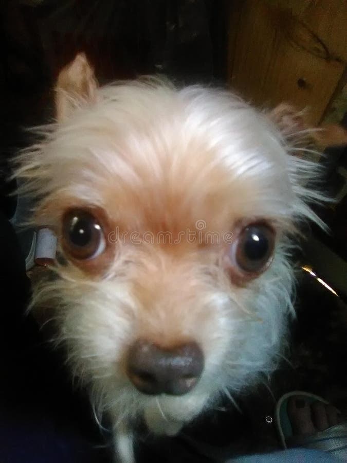 Please hold me stock photo. Image of hold, white, puppy - 172151146