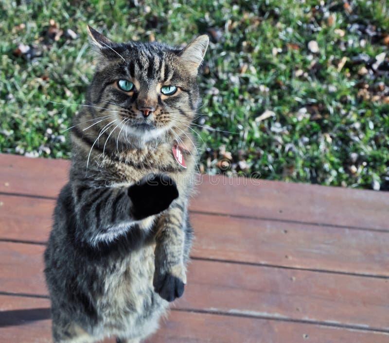 Please let me in stock photo. Image of pawing, outside - 29411182