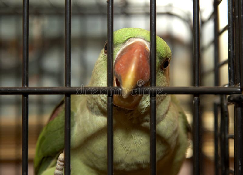 Please Let Me Out stock photo. Image of beak, bird, bars - 872568
