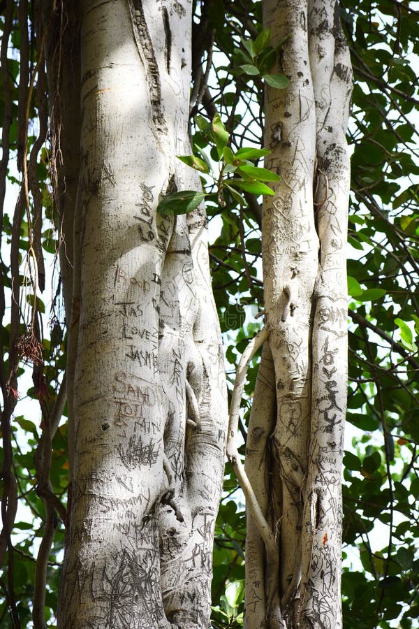 Please Stop Cutting the Tree. Stock Photo - Image of trees, plant ...