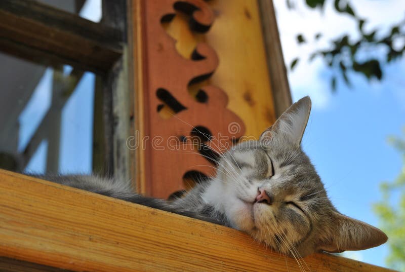 Pleased Cat Sleeping in the Windowsill Stock Image - Image of home ...