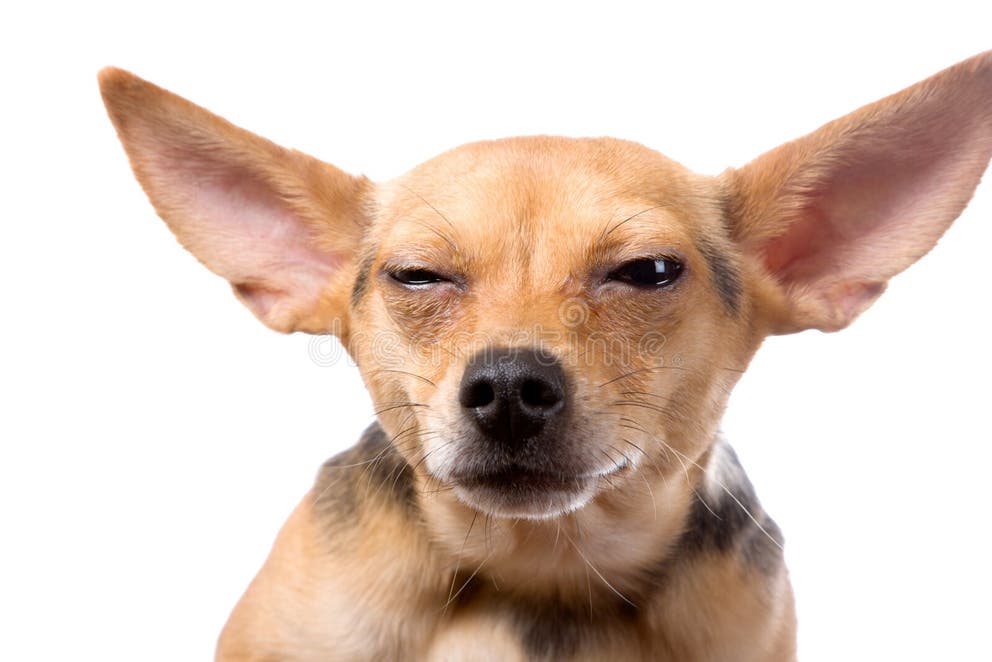 Pleased face stock photo. Image of large, pleased, pets - 7333400