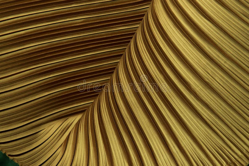 Pleated Fabric in Long Line Drape with Shadow Stock Image - Image of ...