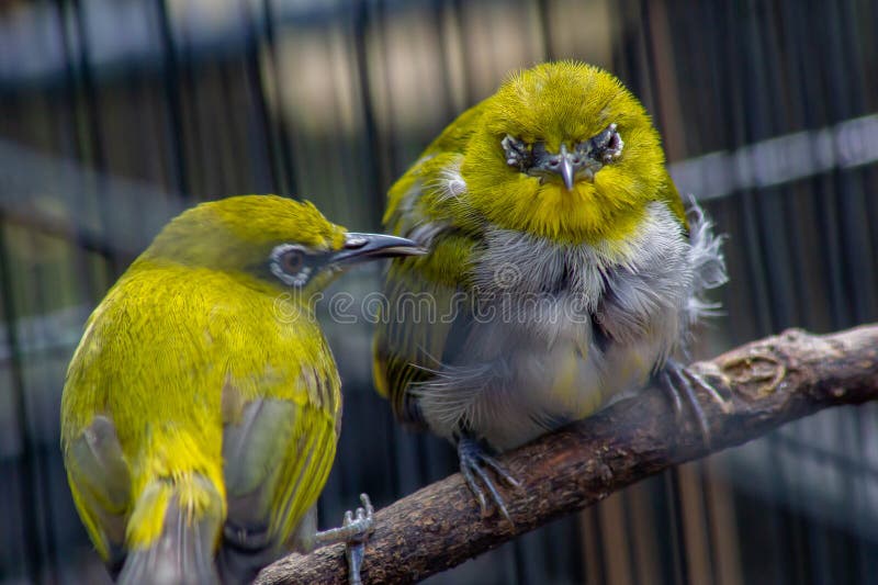 Pleci birds in a cage stock image. Image of focus, flower - 373033093