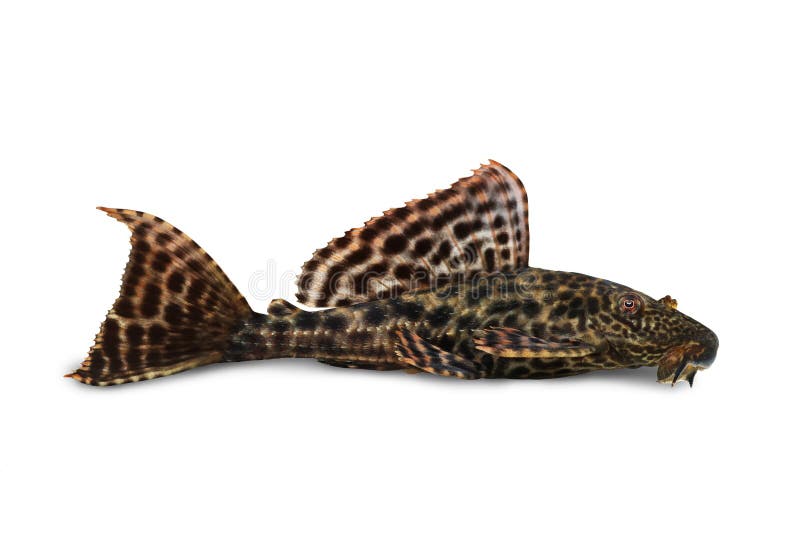 Pleco Catfish Hypostomus Plecostomus Aquarium Fish Stock Photo - Image ...