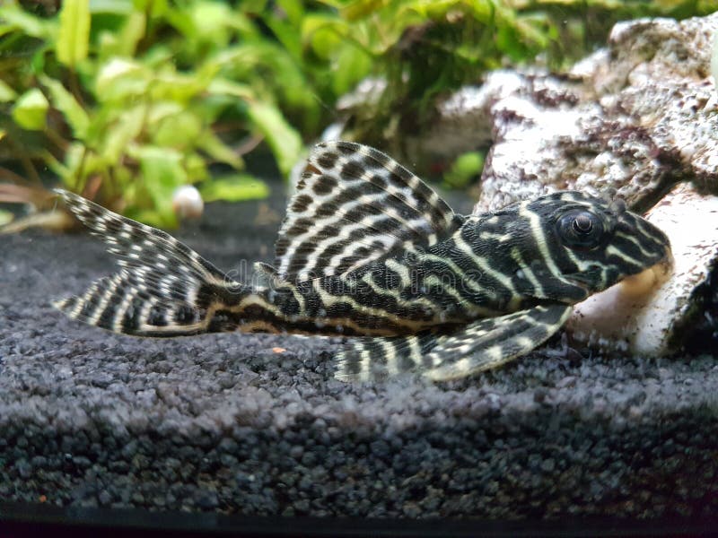 L400 Pleco & X27;Levi& X27; Stock Image - Image of fish, pleco: 118660049