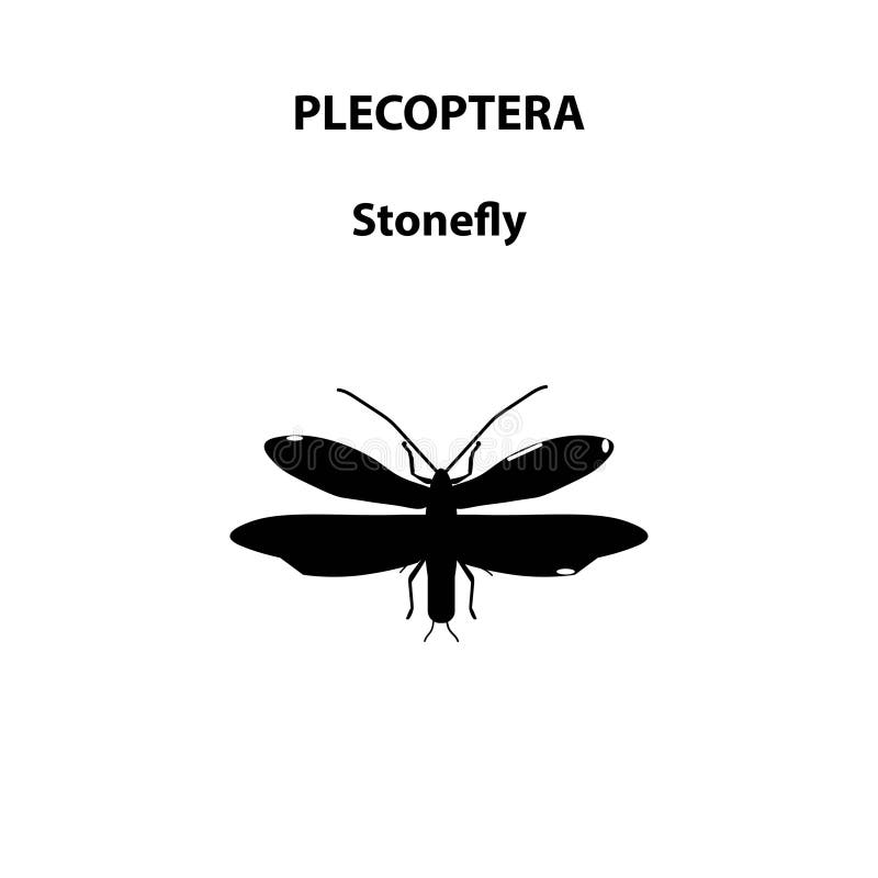 Plecoptera Stock Illustrations – 3 Plecoptera Stock Illustrations ...