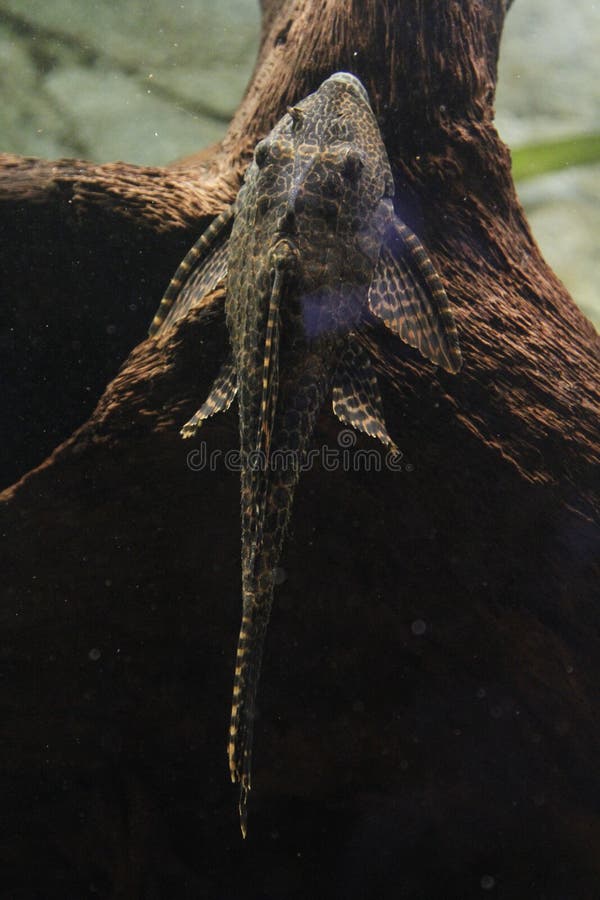 Plecostomus Bottom Fish in Aquarium with Ridge Stock Image - Image of ...