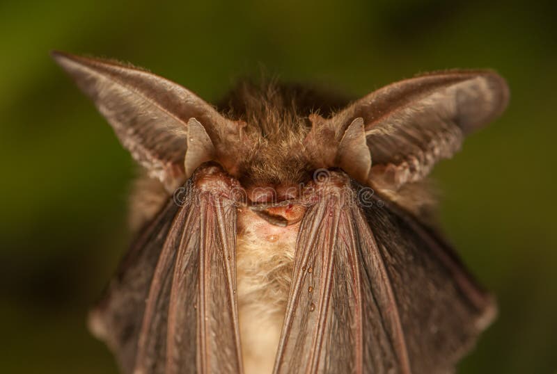 Bat with open wings stock image. Image of brown, white - 33233693