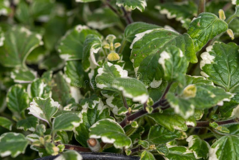 Plectranthus Spurflower is Grown at the Nursery Stock Image - Image of ...