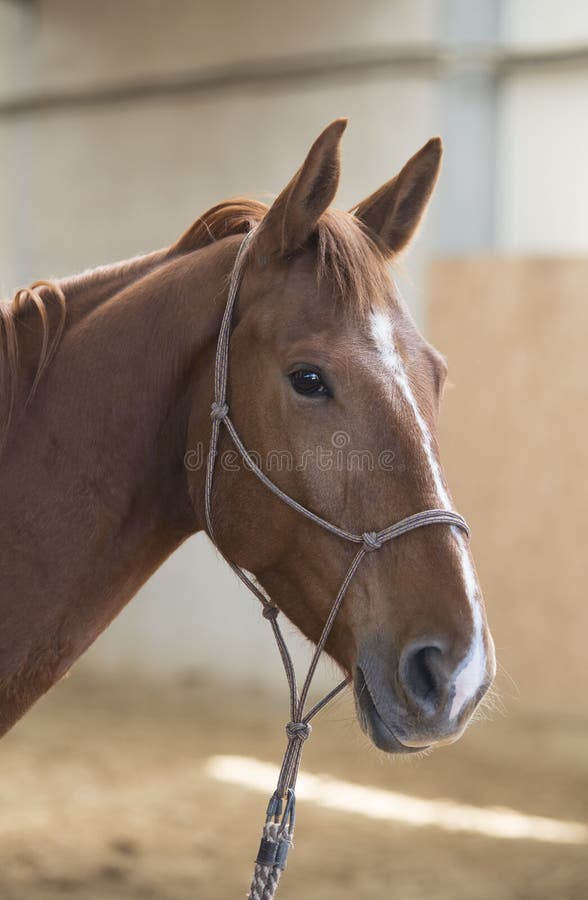 Plein-visage de cheval image stock. Image du purebred - 52672719