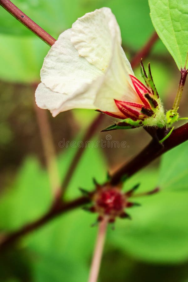 Planta De Flores De Rosella Que Es Muy Beneficiosa Para La Salud Imagen ...