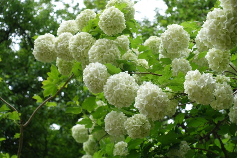 Plenitude of White Flowers of Viburnum Opulus Roseum Stock Photo ...