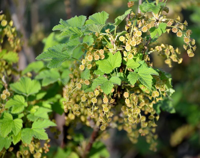 Plentiful Blossoming of Red Currant (Ribes Rubrum L.) Stock Photo ...