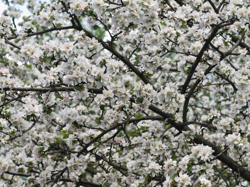 Plentiful Flowering of Fruit Tree in the Spring Stock Image - Image of ...