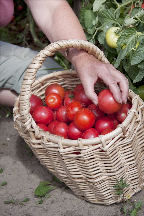 Plentiful Fructification of Tomatoes Stock Photo - Image of bush, plant ...