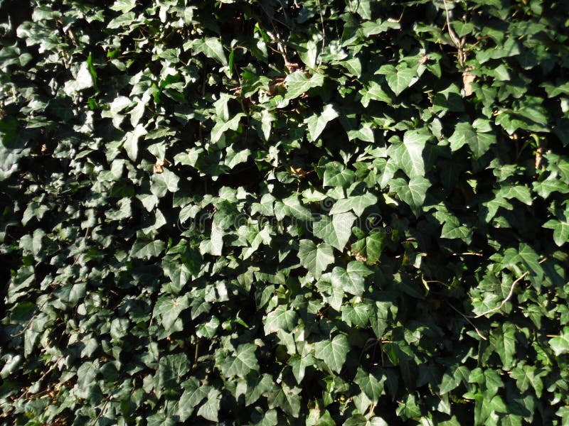 Plentiful green ivy stock photo. Image of green, design - 217703058
