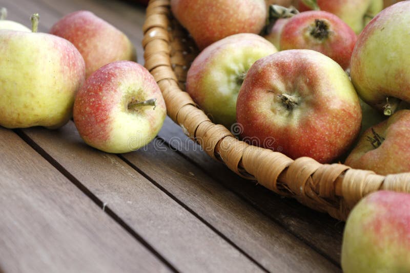 Plentiful harvest stock photo. Image of bountiful, agriculture - 21429270